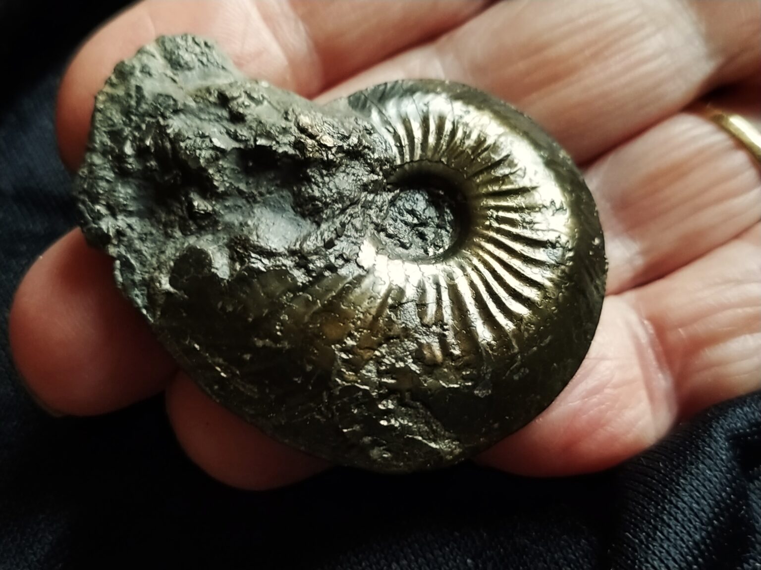 Hochwertige Fossilien vom Sammler und Präparator | Kapitzke Fossilien